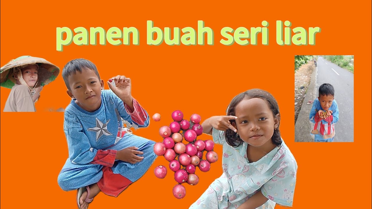 PANEN BUAH SERI LIAR - YouTube