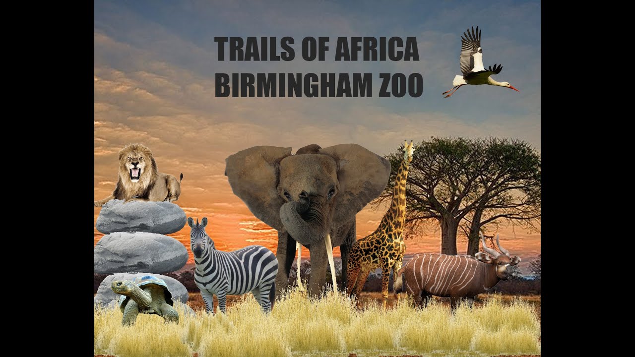 Uncaged Zoo Tours: Trails of Africa| Birmingham Zoo #uncagedzootours ...
