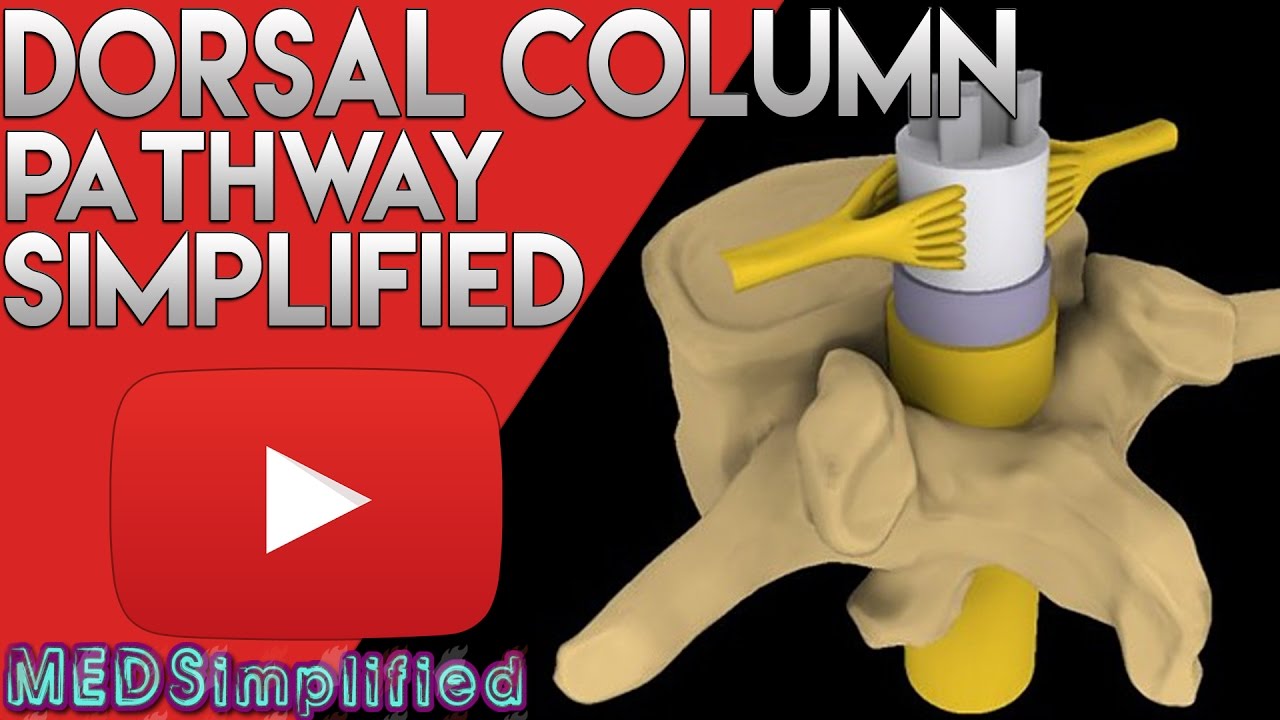 Dorsal Column Medial Leminiscus Pathway Made Easy - Spinal Cord Tracts ...