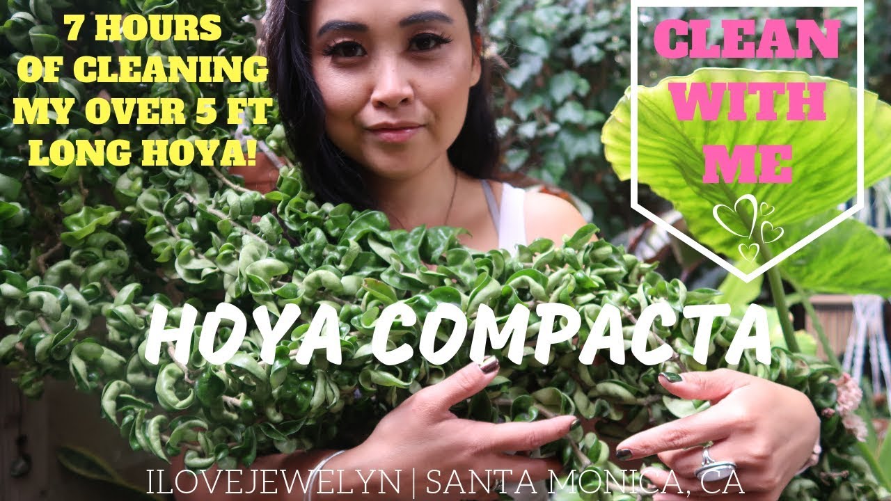 Clean with me: Hoya Compacta over 5 ft long | May 2019 | ILOVEJEWELYN ...