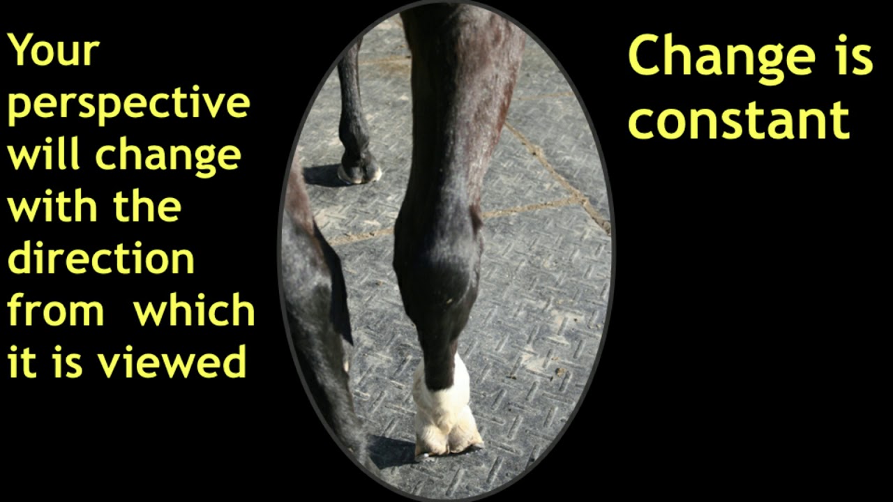AFA 49: Michael Wildenstein, A Farrier's Perspective of Equine ...
