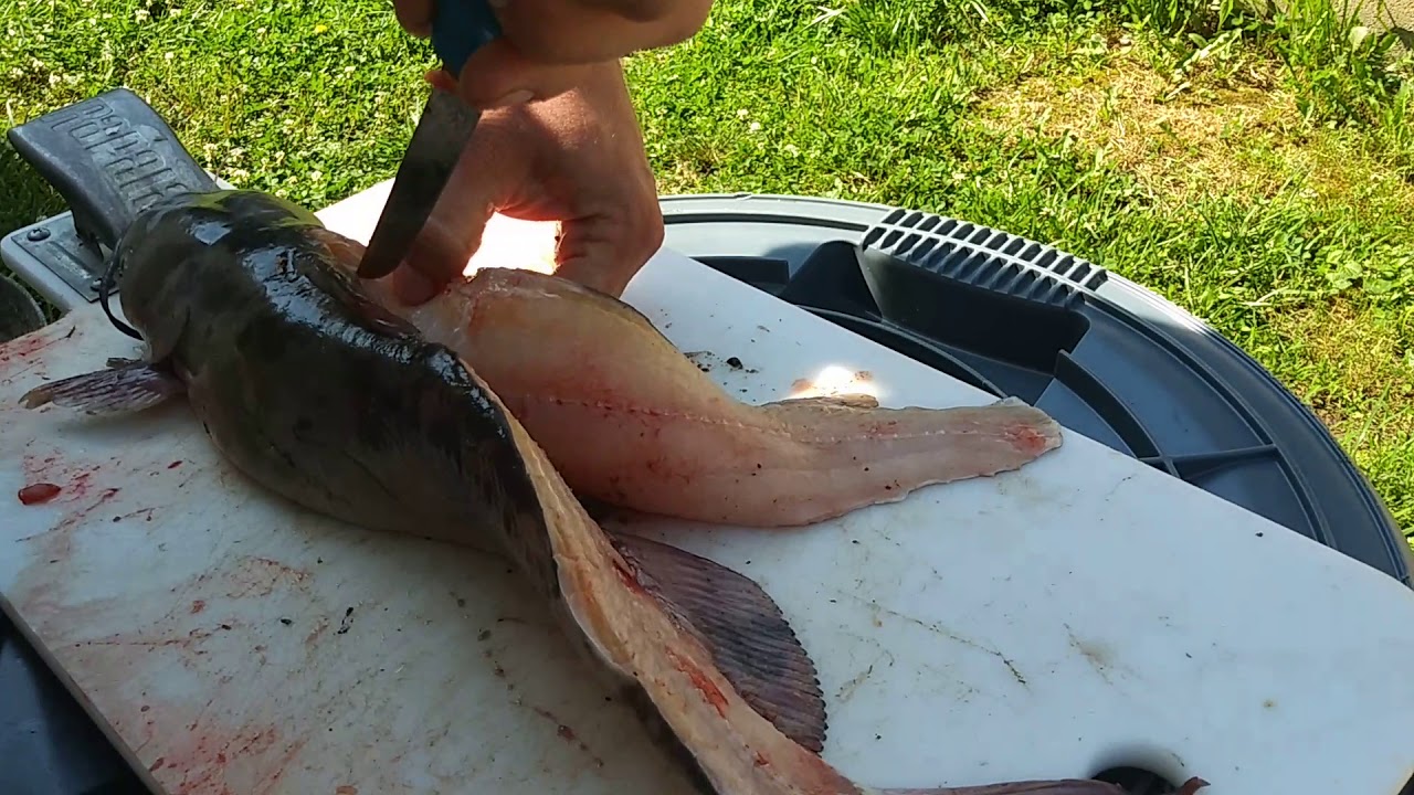 How To Fillet Catfish The Easy Way - YouTube