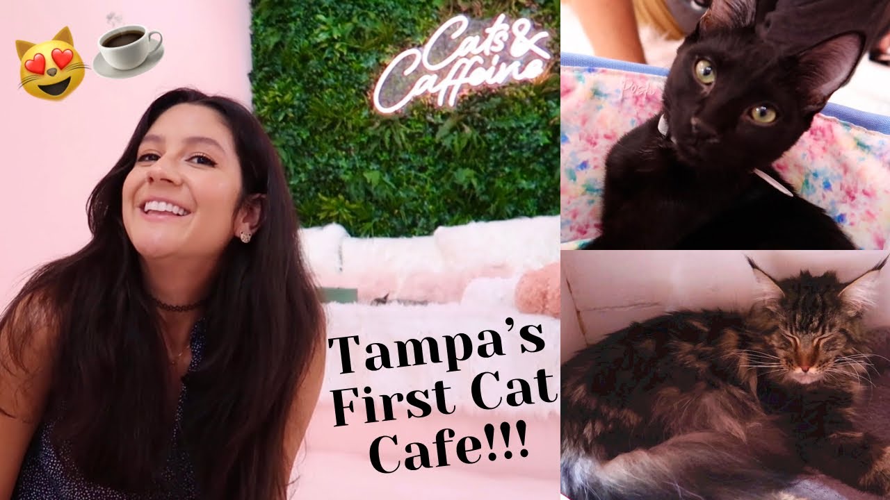 Cats & Caffeine - Tampa’s FIRST & (so far) Only Cat Cafe!😻☕️ So Many ...