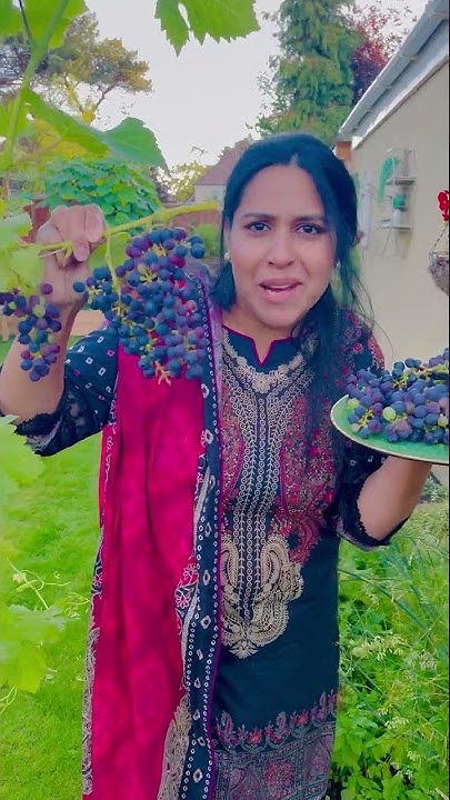 Harvesting grapes in our garden | Malang Log Official - YouTube