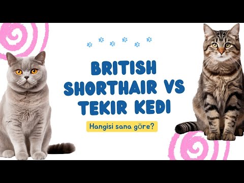 Asil British Shorthair mi? Oyuncu Tekir mi? Hangisi Daha İyi Ev Arkadaşı?