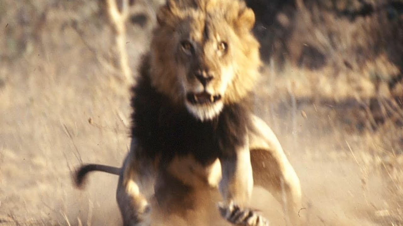 How to tell if a lion is about to charge - YouTube