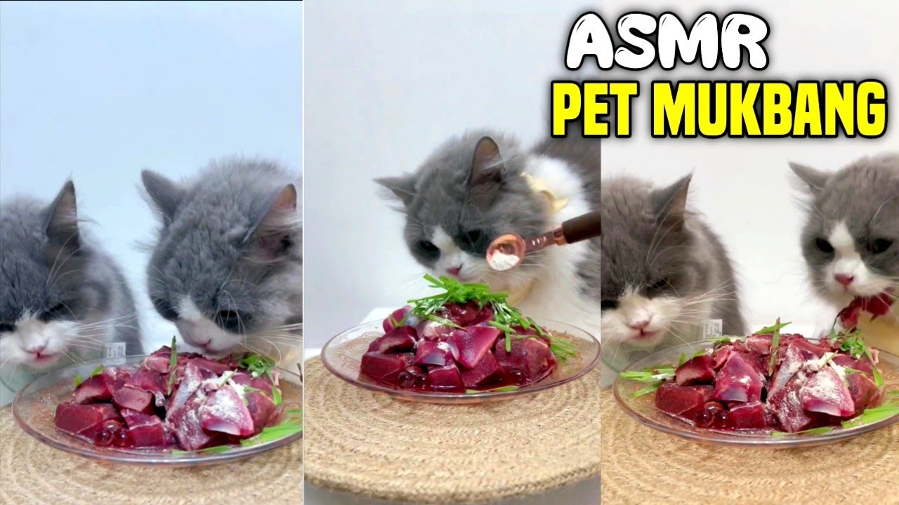 ASMR CAT MUKBANG | Raw bone meat, duck gizzards, horse leg meat - YouTube