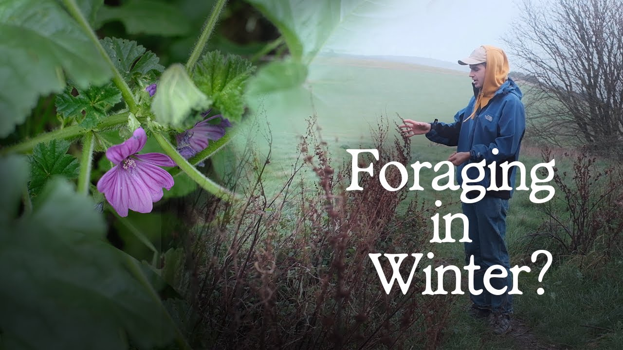 What to Forage in November? - UK Foraging - YouTube