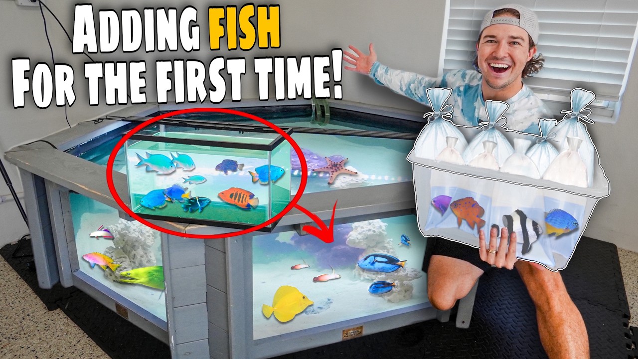 Adding EXOTIC FISH To My NEW SALTWATER Mini POND For the First Time ...