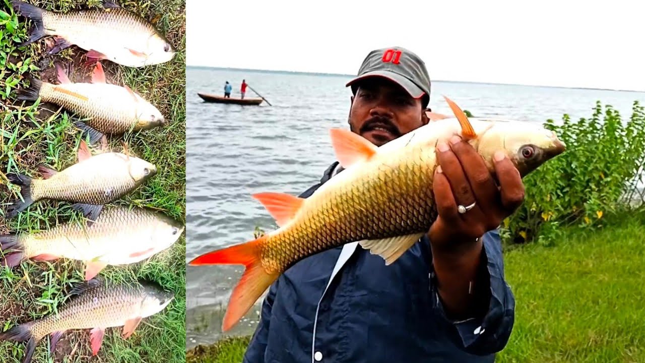 Telangana fishing videos l gucha gal fishing techniques | hook Fishing ...
