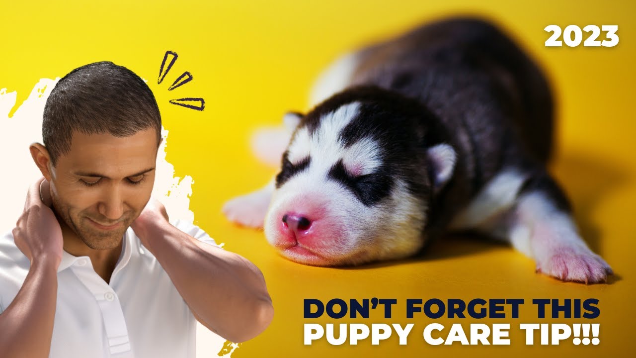 Puppy Survival Tips: The Newborn Care Step You Can't Ignore! (2023 ...