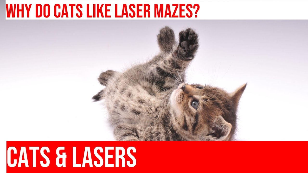Cats vs Laser Labyrinth: Their Fascinating Reaction! - YouTube