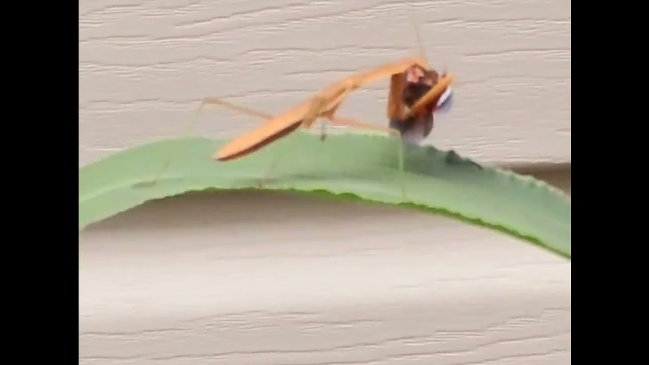 Praying Mantis eating a Spotted lanternfly. - YouTube