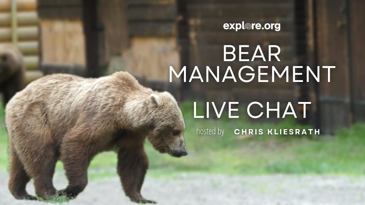 Bear Management | Brooks Live Chat - YouTube