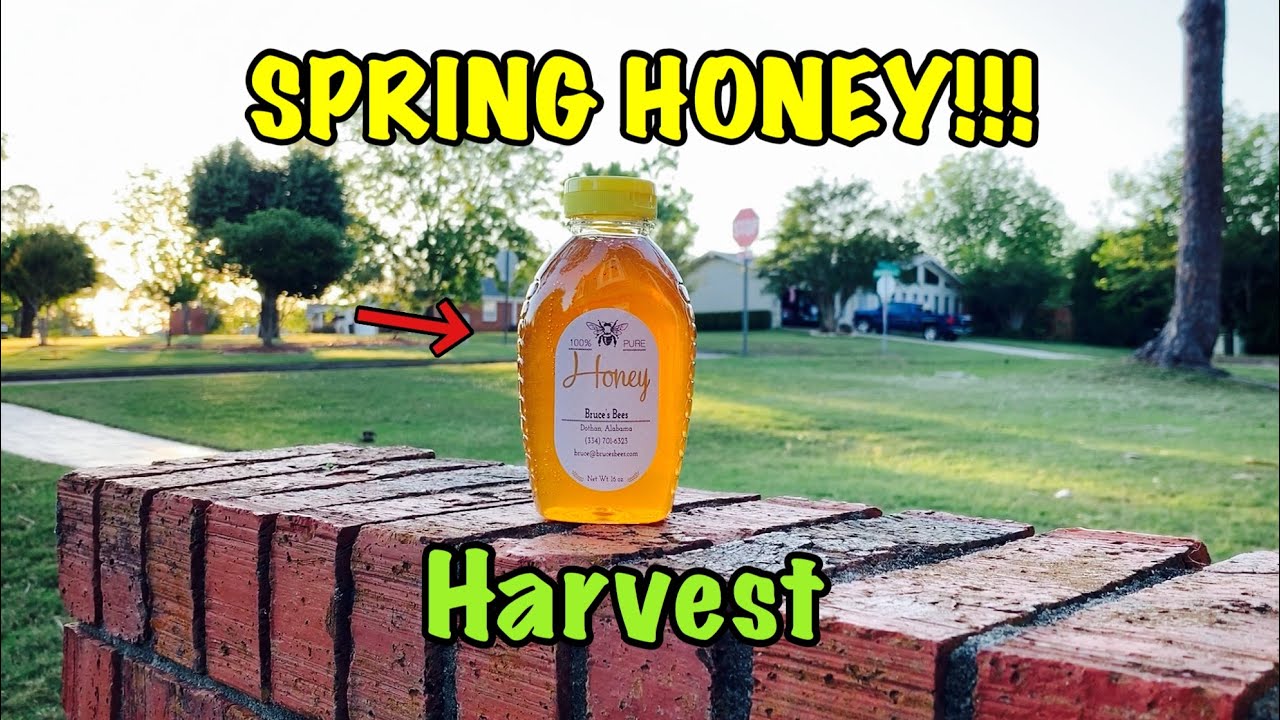EARLY Spring HONEY HARVEST - Start to Finish - SIMPLE HARMONY Farms Uncapper & More - YouTube