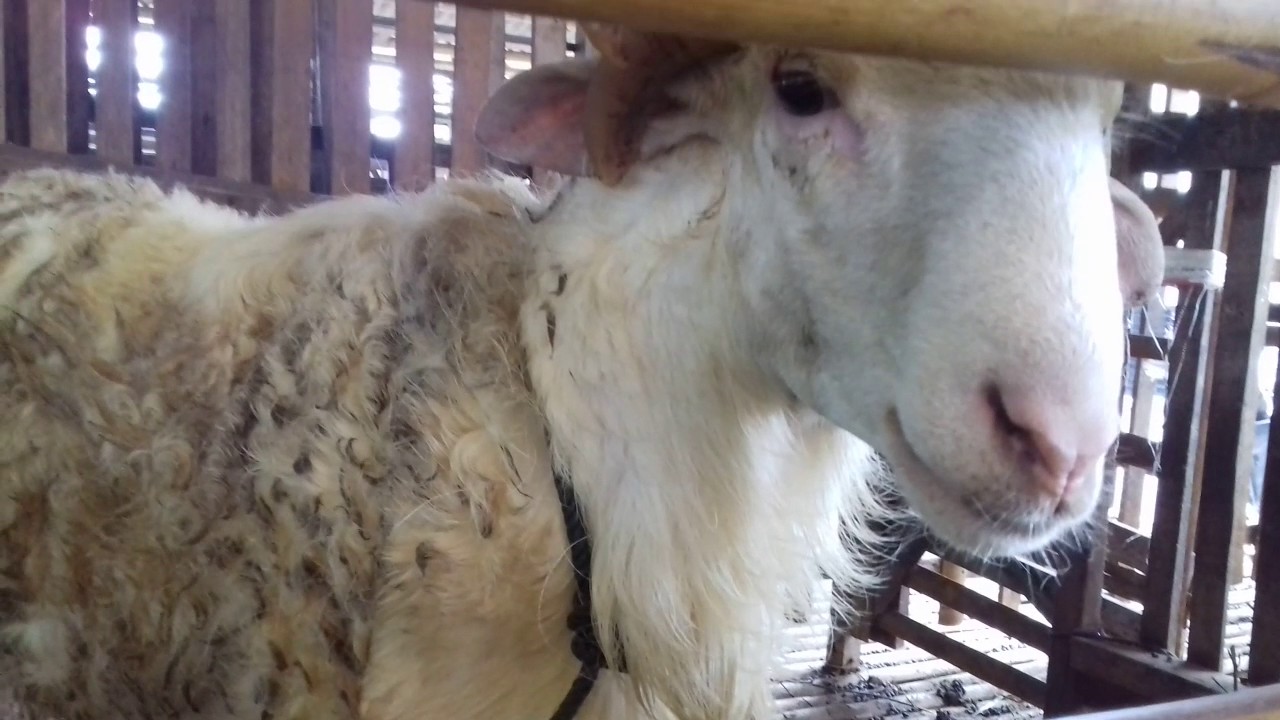 Domba lucu - YouTube