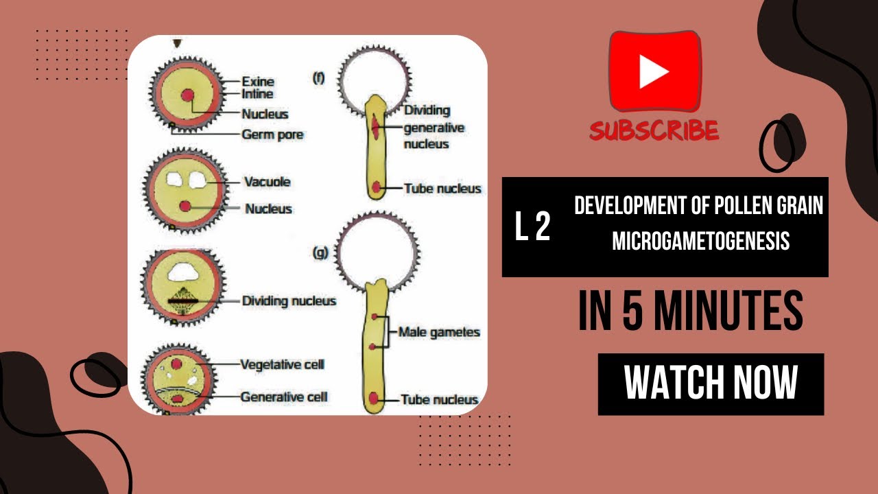 Development of pollen grain / Microgametogenesis / Reproduction in ...