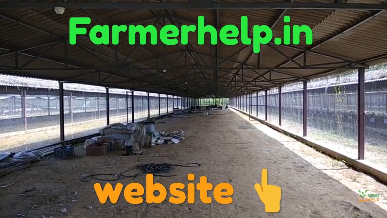 Button Mushroom Farm: I take this poultry farm for Button Mushroom ...