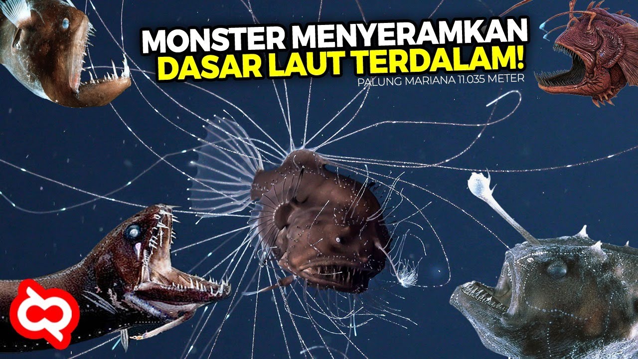 MERINDING LIATNNYA! Penampakan Makhluk Laut Terdalam Palung Mariana ...