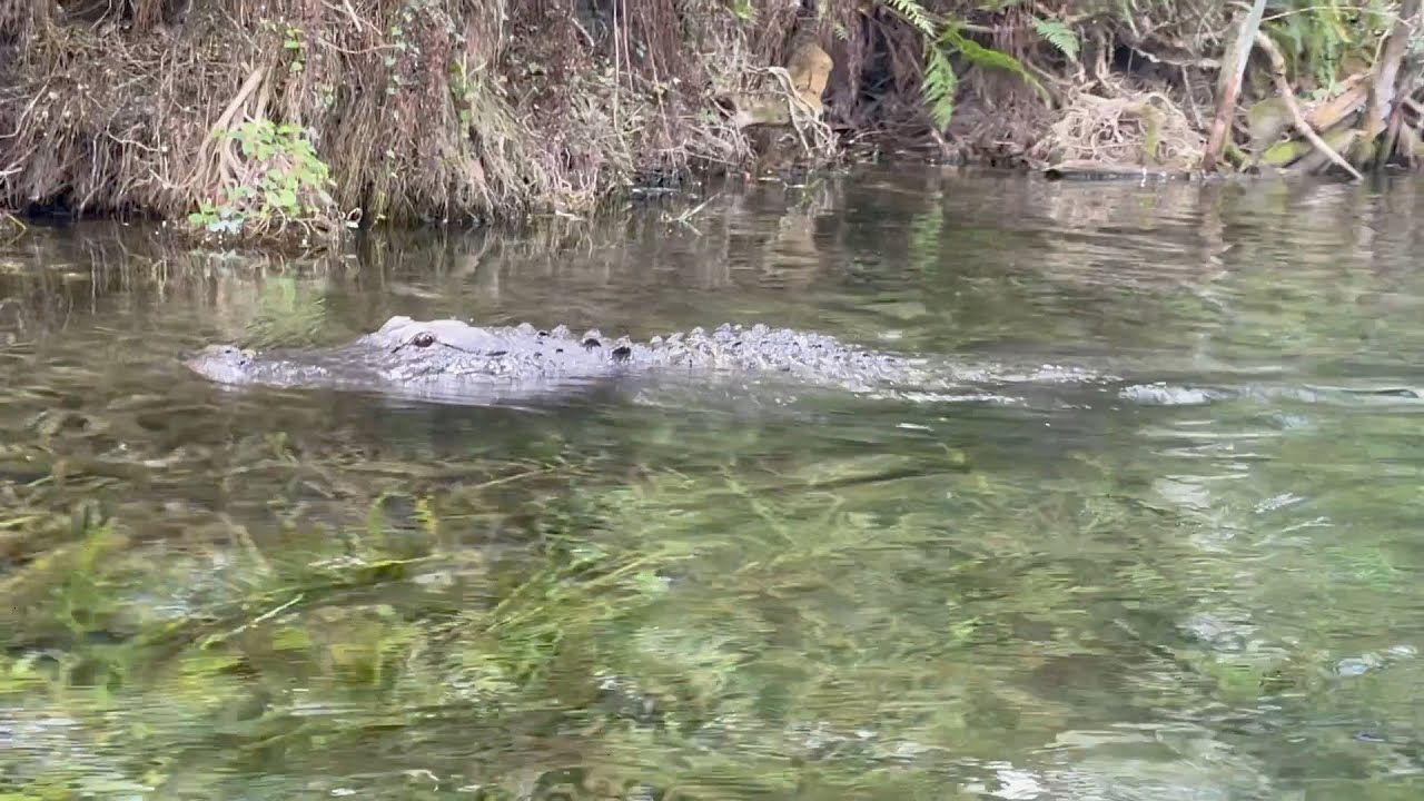 I Don't Mess With The Gators | Silver Springs, Florida - YouTube
