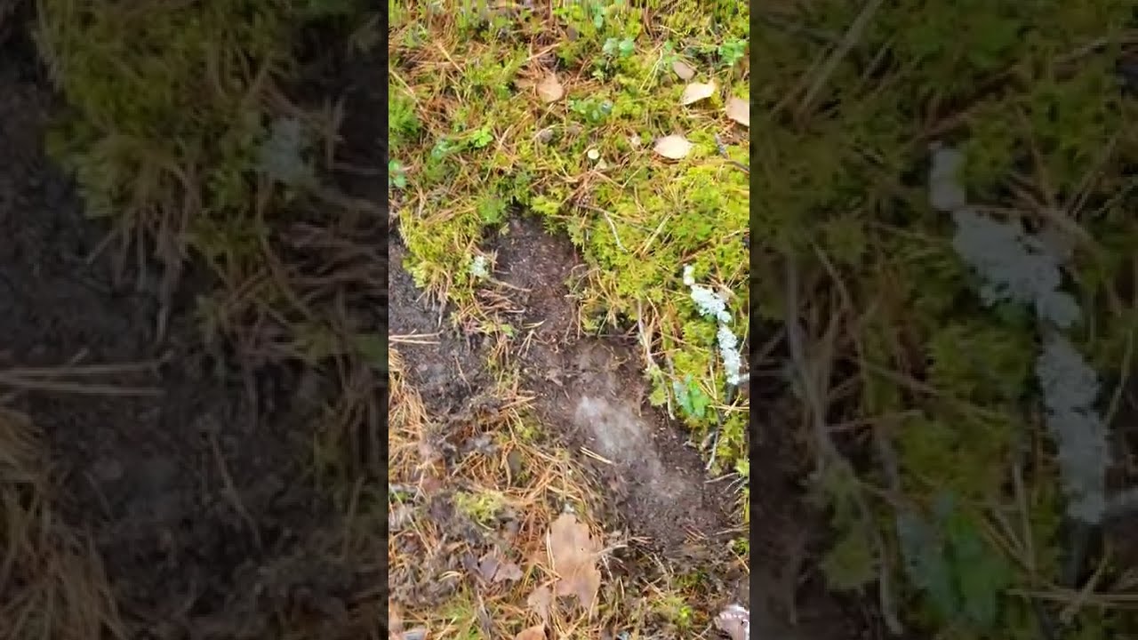 Kaip atrodo, kai vilkas pažymėjo savo teritoriją? - YouTube