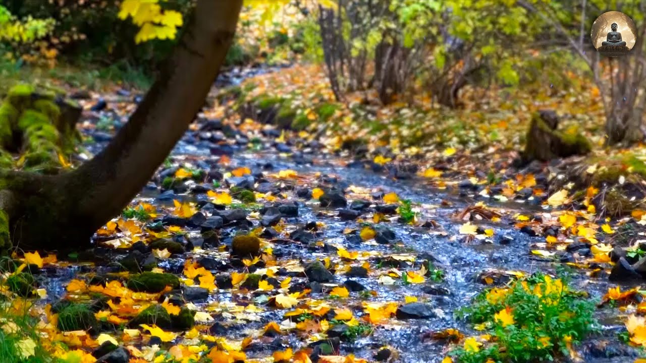 Stream with Relaxing Gentle Sound of Running Water for 8 Hours - YouTube