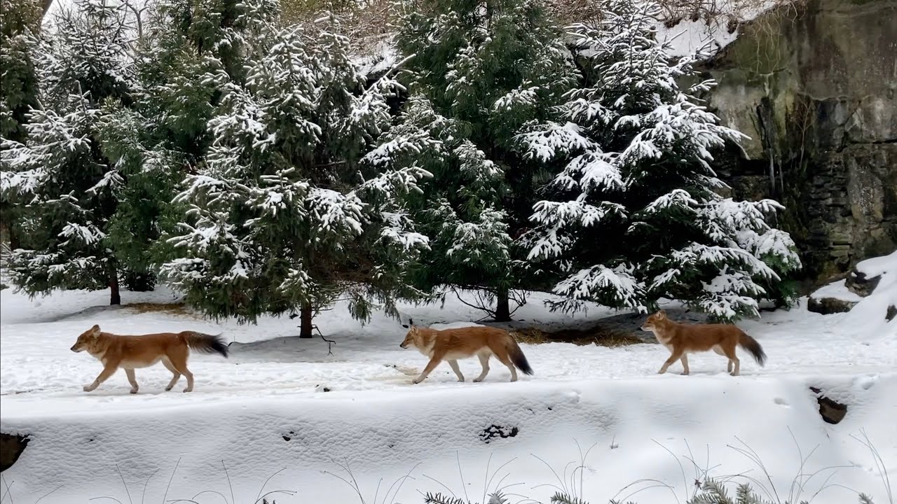 NYC Bronx Zoo | Snow Day | Bears, Dholes, Père David's Deer, Peacocks ...