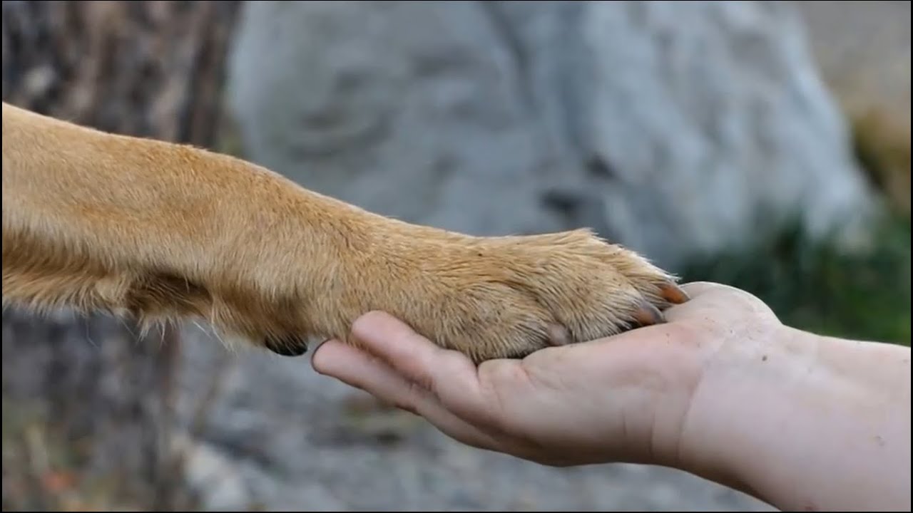 Rescue Dog saves owners life. Dogs are so Amazing - YouTube