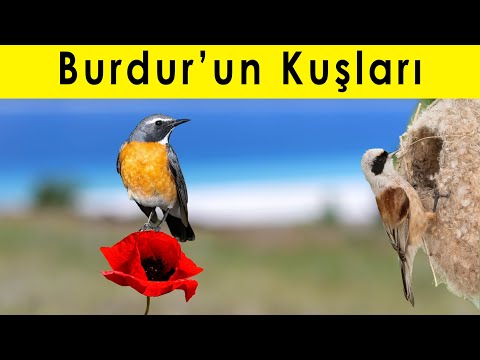 Burdur'un Kuşları | Trakuş 2018 Burdur Kampı | Nikon D500 | Burdur
