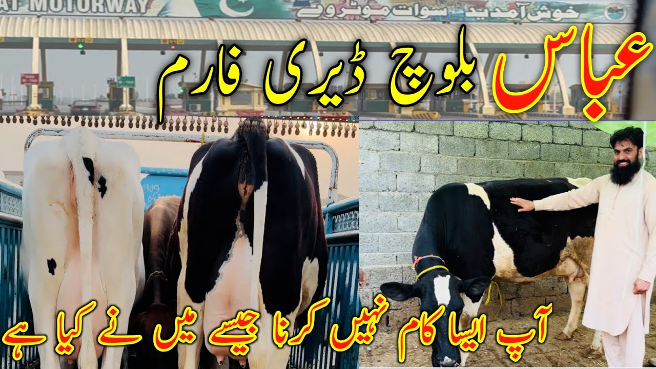 Abbas Baloch Dairy Farm | Australian Friesian Cows For Sale In Swat ...
