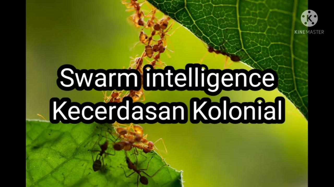 Ant Colony Optimization (ACO) in Matlab - YouTube