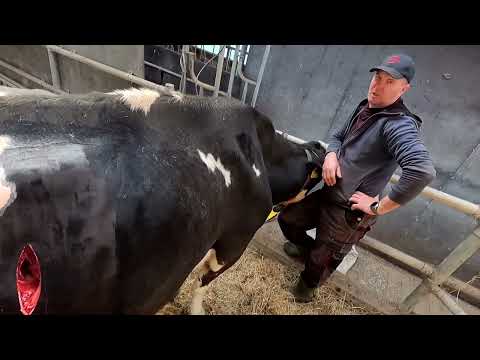 LDA Omentopexy. Cow surgery. Does The gas from abomasum burn? - YouTube