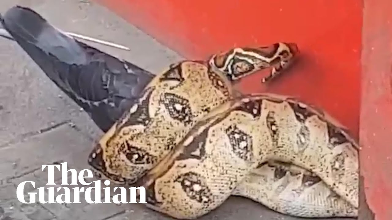 Snakes on the streets of Britain, but why? - YouTube