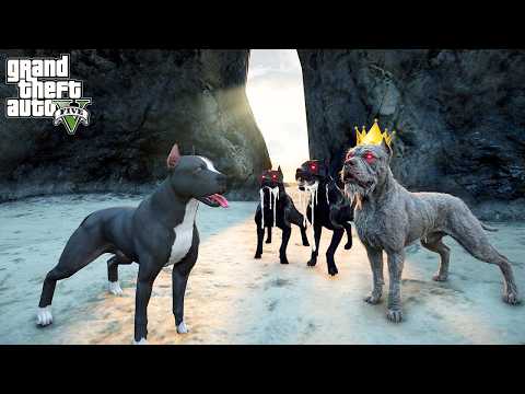 TERMİNATÖR SOKAKLARIN KRALI KEMİKSİZ'LE TANIŞIYOR! - GTA 5 PİTBULL'UN HAYATI