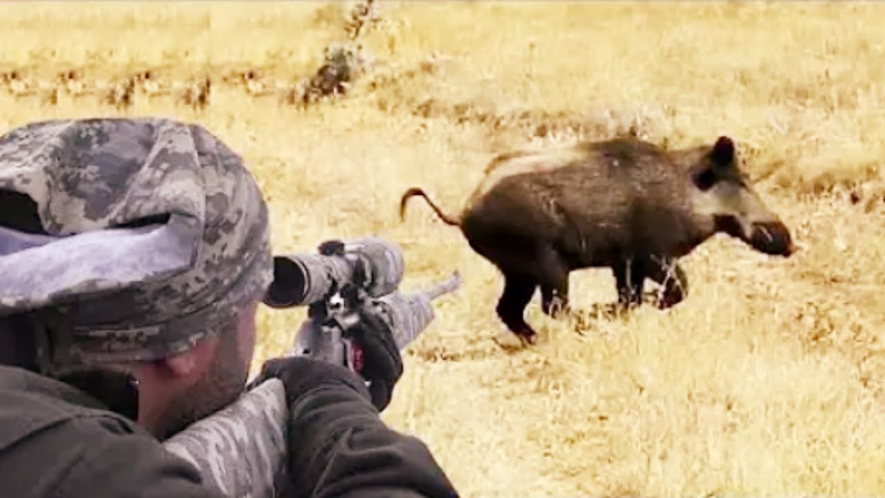 Best of Wild hunting || Top kill shots Compilation Ultimate hinting, D ...