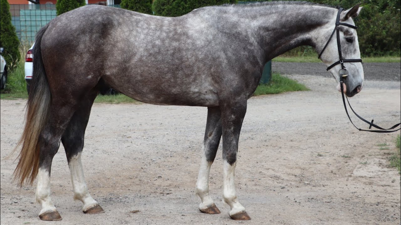 *TOP EASY HORSE*COOL BOY, 2019, gelding, by Cool Paradise ...