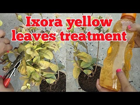 Ixora yellow leaves treatment / Ixora plant care in summer / rukmini ...