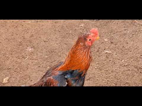 Qhia Txog Kuv Tus Qaib £J Zoo Li Cas? - YouTube