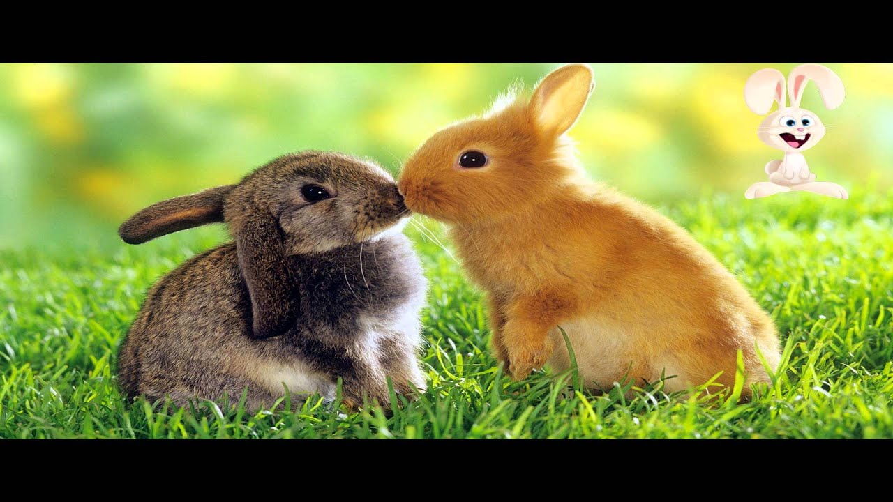 Dubstep Mix - Happy Bunny Dubstep Mix [1080p HD + HQ] - YouTube