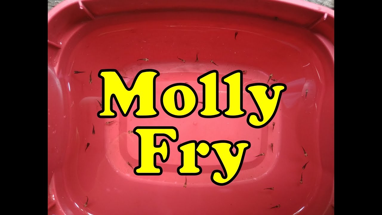 Molly Fry - YouTube