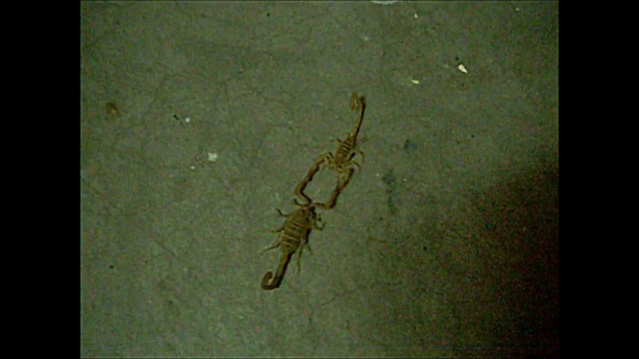 Scorpion Courtship Dance - YouTube