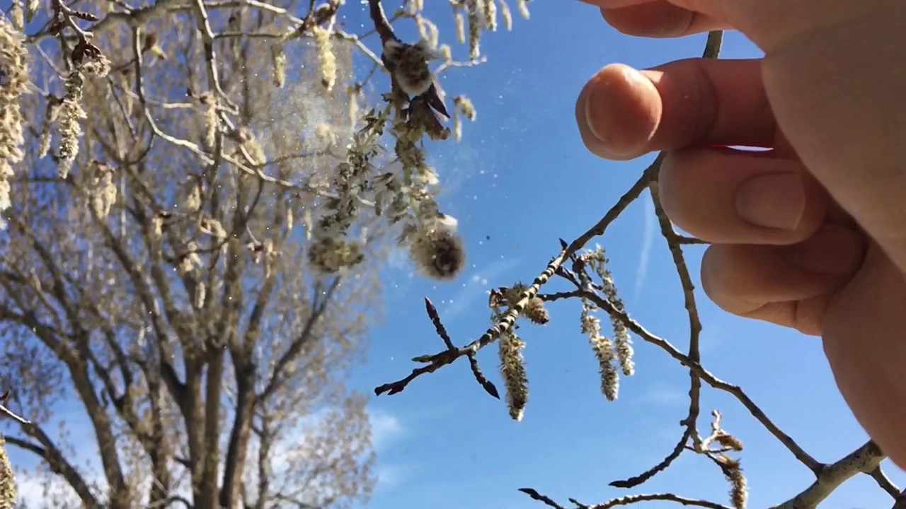 Aspen Tree Pollen - YouTube
