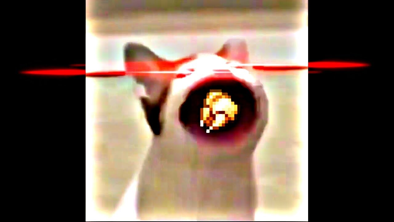 Pop cat eats chicken - YouTube