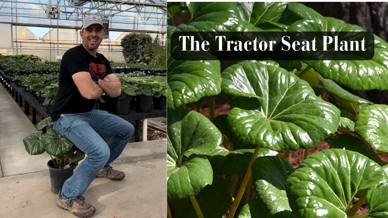 The Tractor Seat Plant - YouTube
