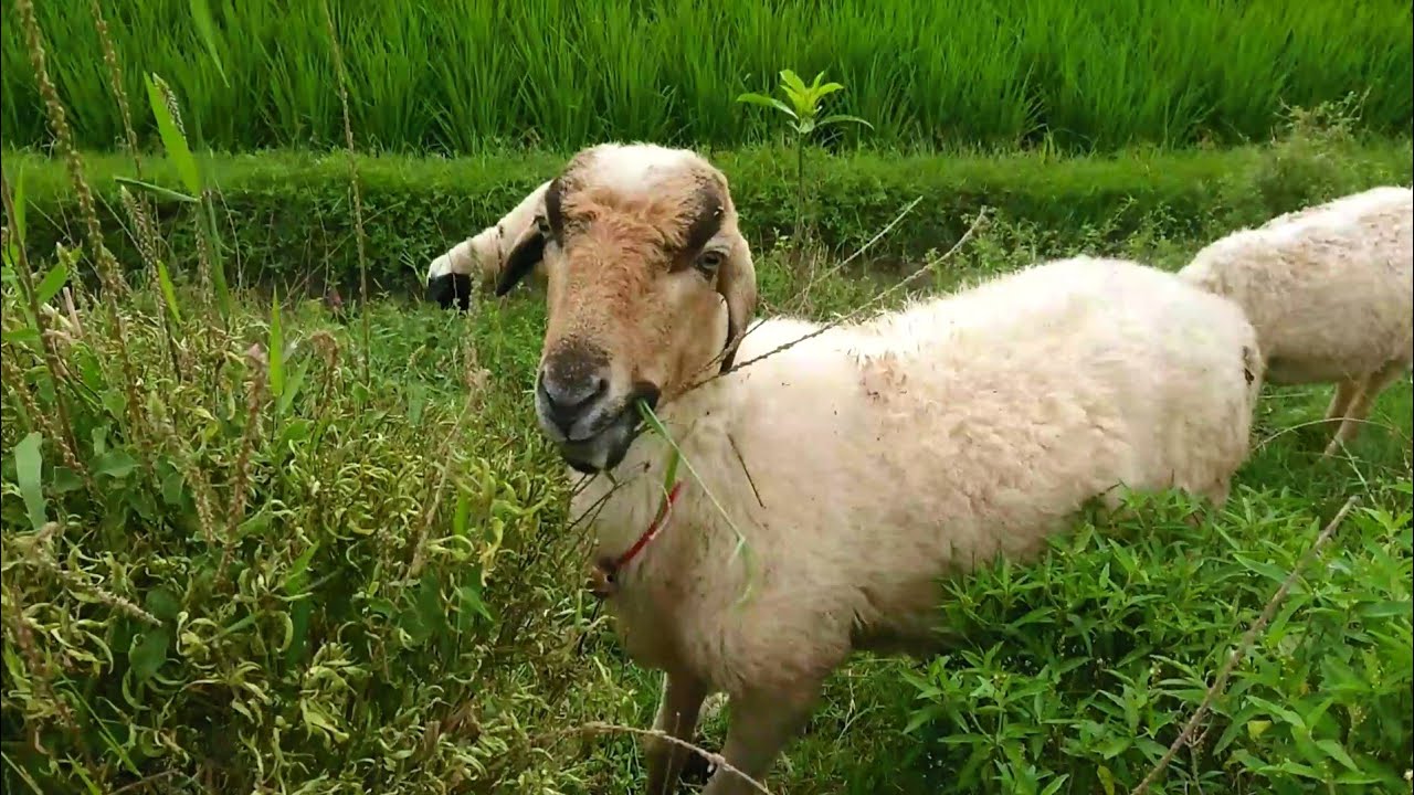 Anak Kambing Lari lari Sangat lucu - YouTube