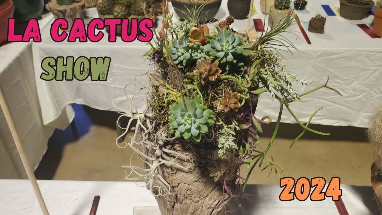 2024 LA Cactus Show (copiapoa, ariocarpus, mammillaria, aztekium and ...