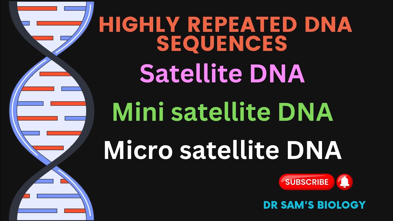 Highly Repeated DNA Sequences| Satellite DNA| Mini Satellite DNA ...