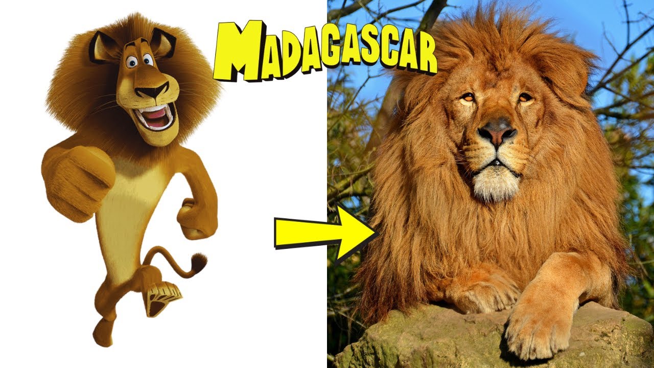 Madagascar Characters in Real Life 🦁 | Cartoon vs Realistic - YouTube