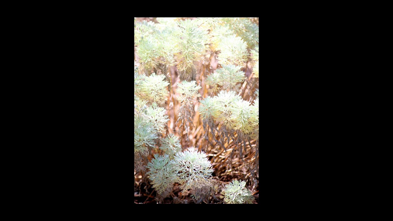 Av's Late Summer Early Fall 2020 - YouTube