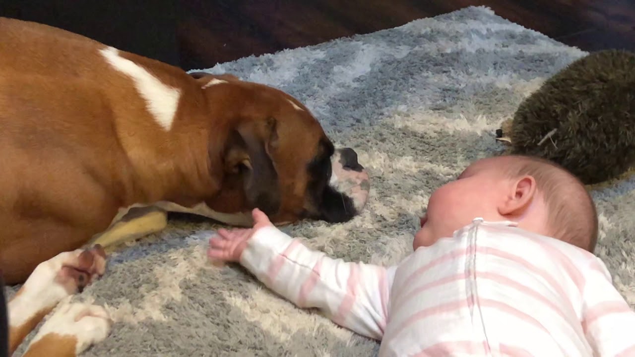 Is the Boxer the Best Family Dog? - YouTube